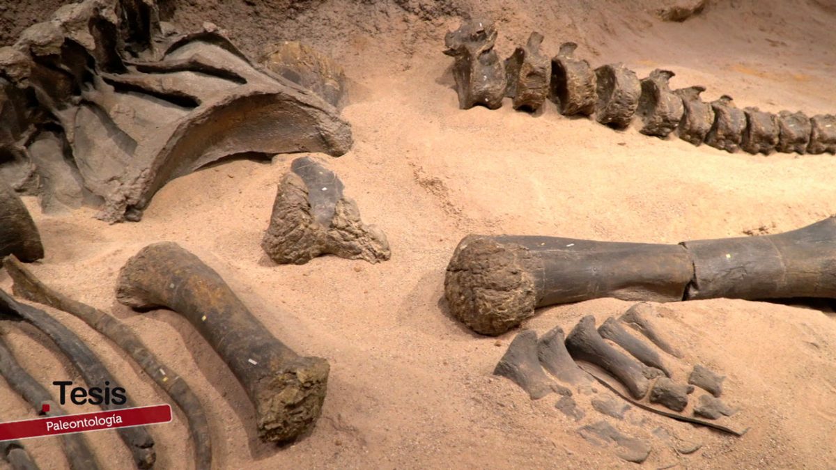 PALEONTOLOGÍA PARA APRENDER DEL PASADO - Tesis