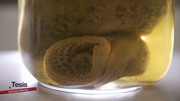 GENOMA MIXINOS: INVESTIGANDO DESDE EL ORIGEN - Cedecom